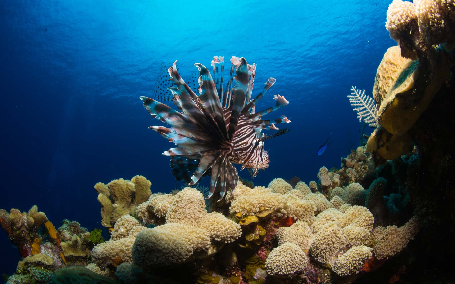 Discover Roatan- Scuba Nomad Roatan