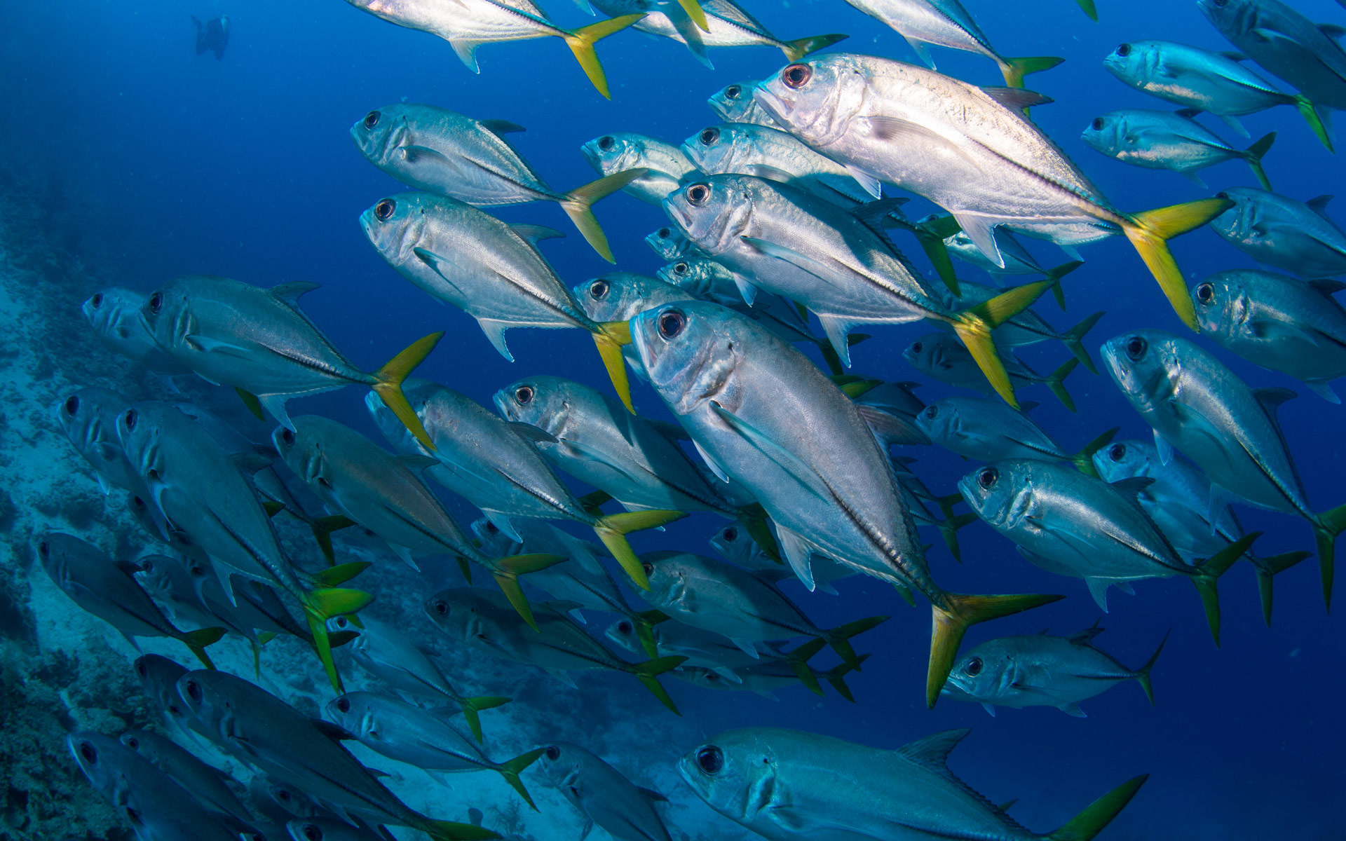Culture and Nature Archives - Scuba Nomad Roatan